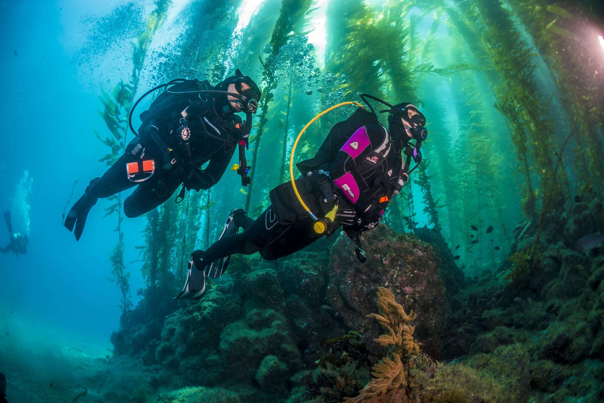 Drift Diver - WildVoice