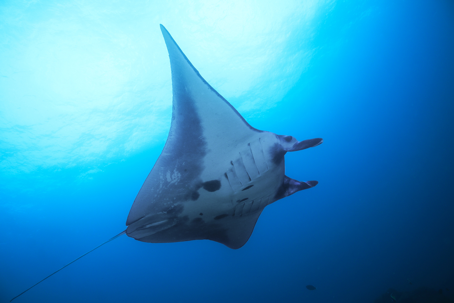 Manta Ray Night Snorkeling Adventure Guide