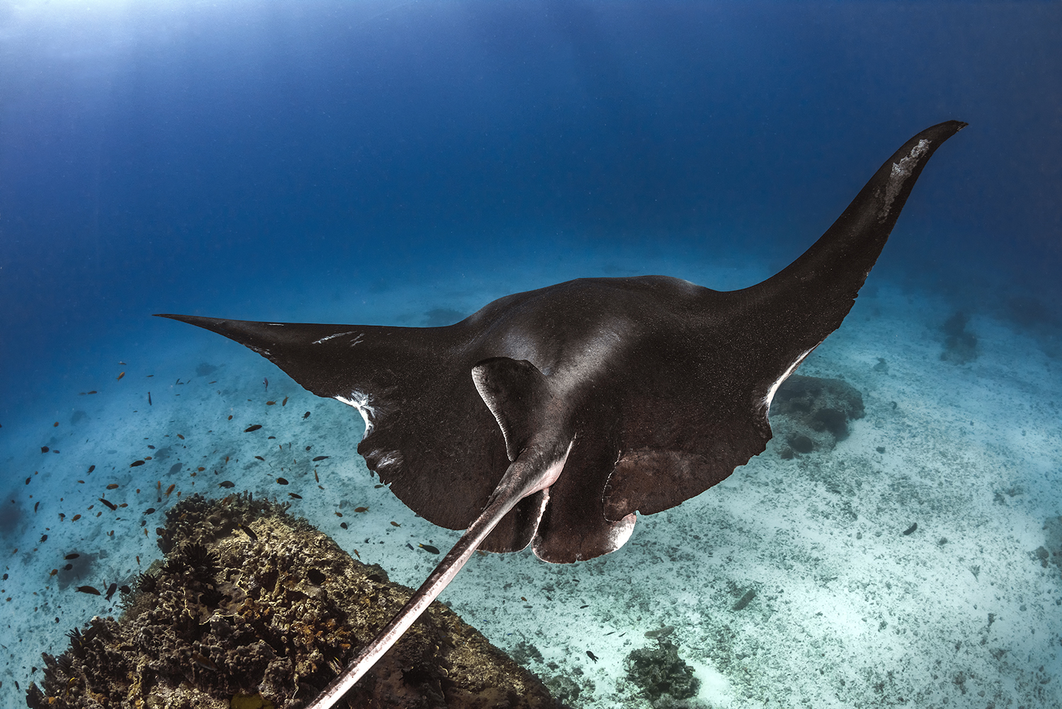 Manta Ray Night Snorkeling Adventure Guide - WildVoice