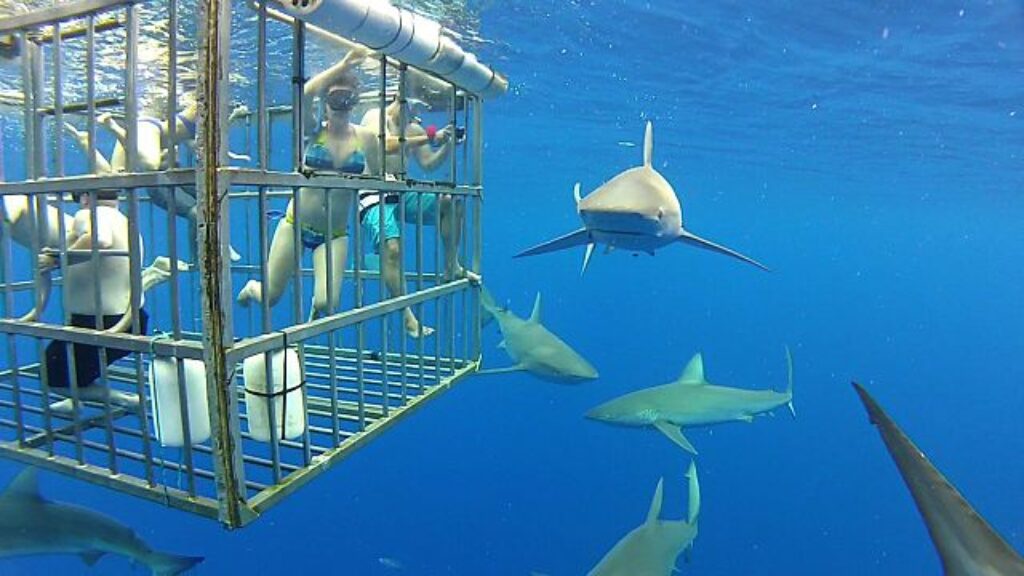 Ultimate Guide To Shark Cage Diving In Hawaii