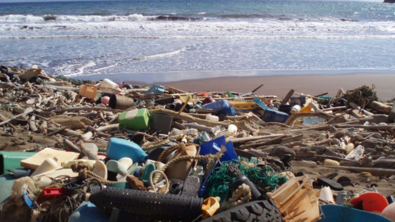 Marine Debris Clean-up & Tap Takeover - WildVoice