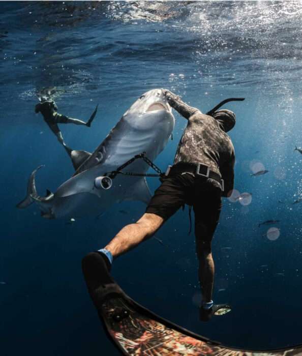 Open Water Pelagic Dives - WildVoice