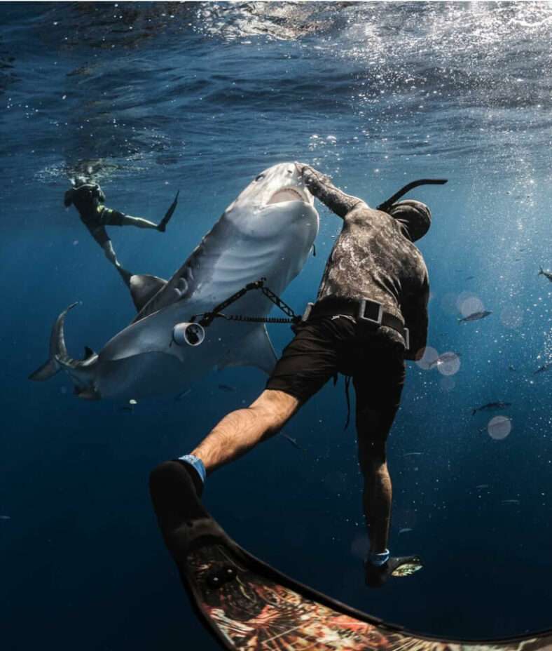 Open Water Pelagic Dives - WildVoice