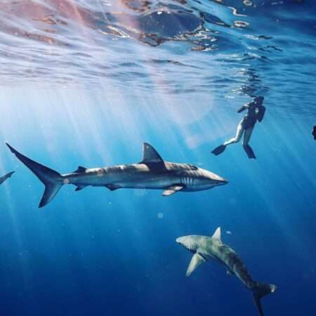 Shark Diving Archives - WildVoice