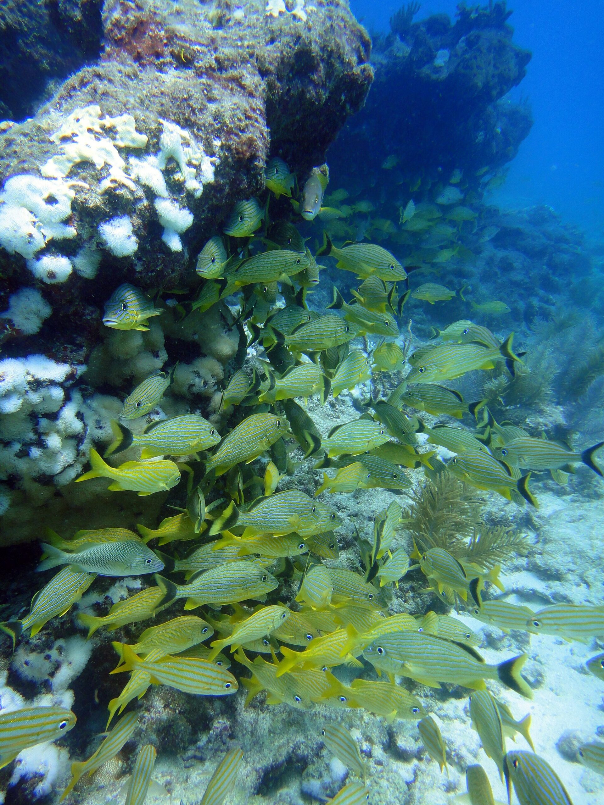 Florida Keys Scuba Diving: Discover the Underwater Wonders