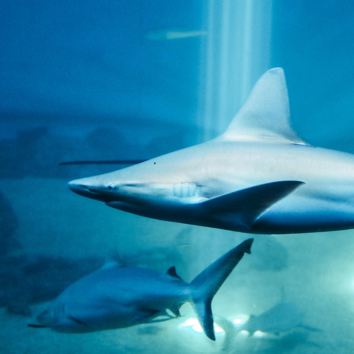 Diving with Sharks Maui: Everything You Need to Know