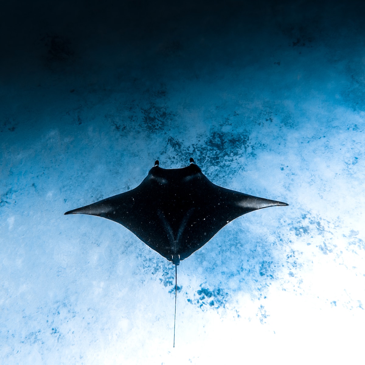 Manta Ray Night Snorkeling Adventure Guide