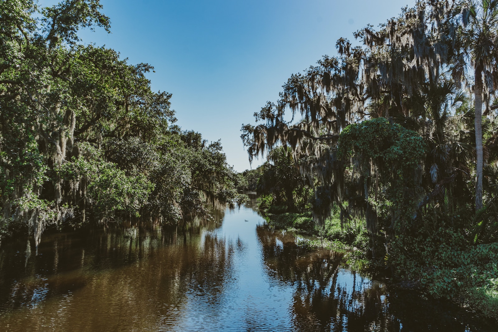 Manatee Lagoon: A Guide to Seeing Manatees in Florida