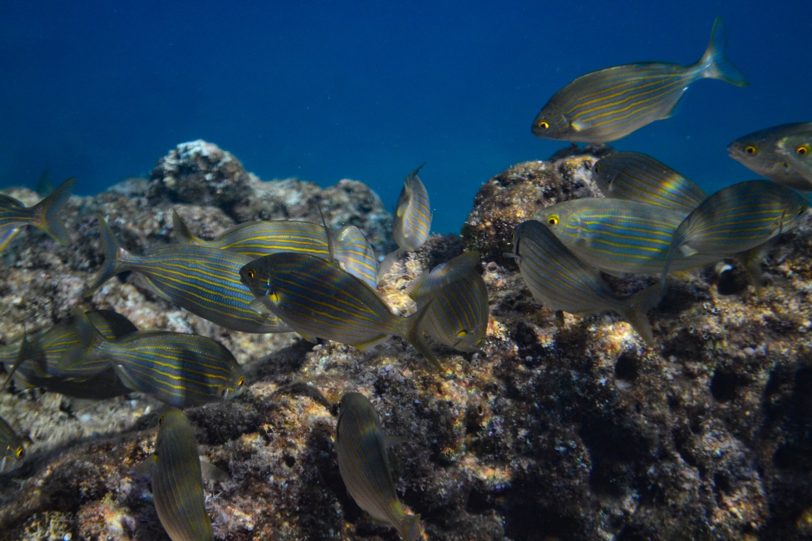 Florida Keys Scuba Diving: Discover the Underwater Wonders