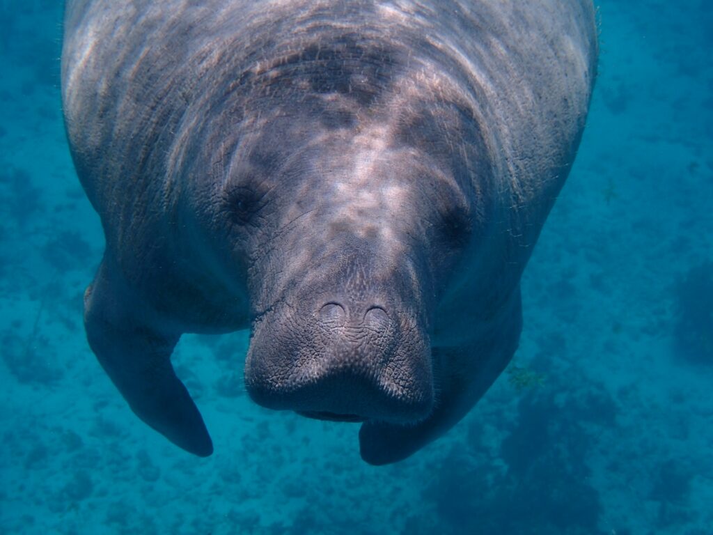 Manatee Lagoon: A Guide to Seeing Manatees in Florida