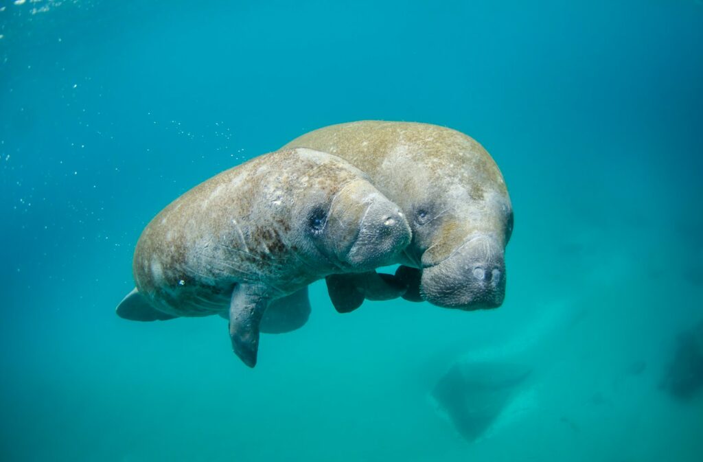 Manatee Lagoon: A Guide to Seeing Manatees in Florida