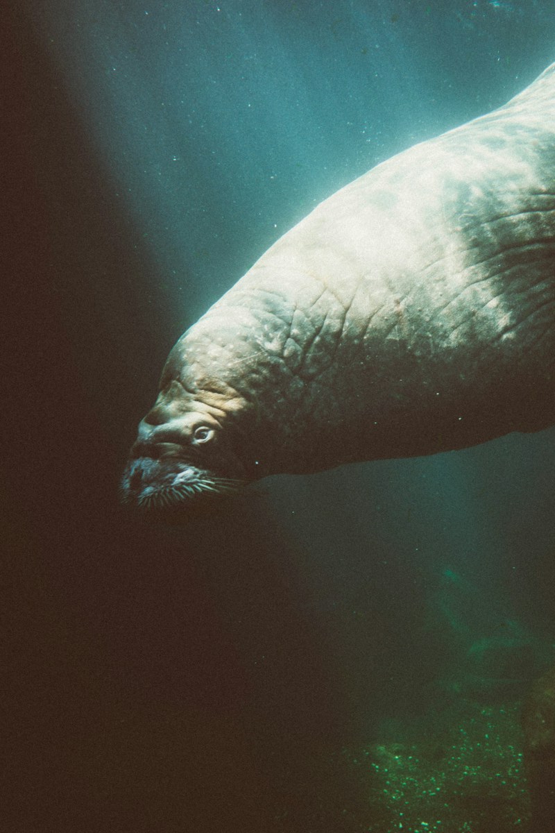 Manatee Lagoon: A Guide to Seeing Manatees in Florida