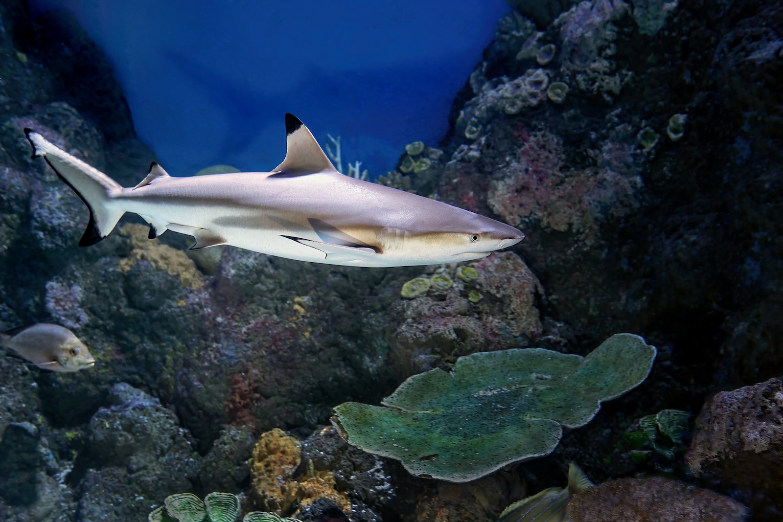 Into the Coral Reefs: Meet the Blacktip Reef Shark
