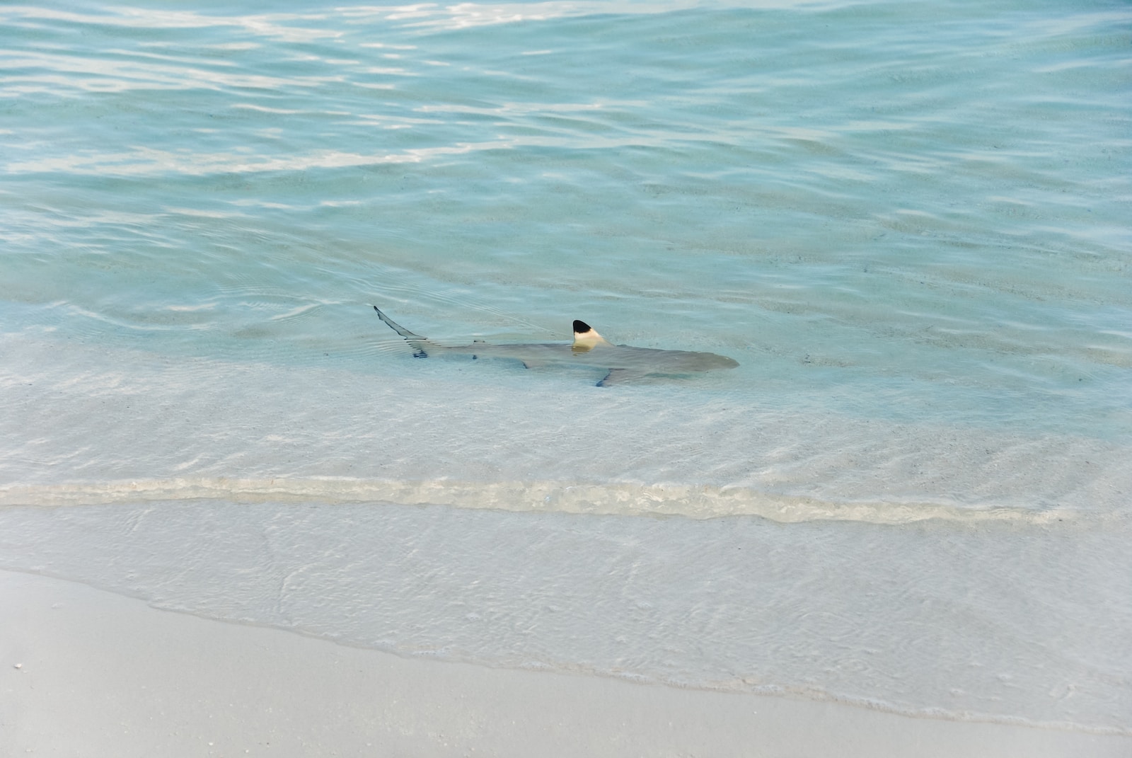 Into the Coral Reefs: Meet the Blacktip Reef Shark