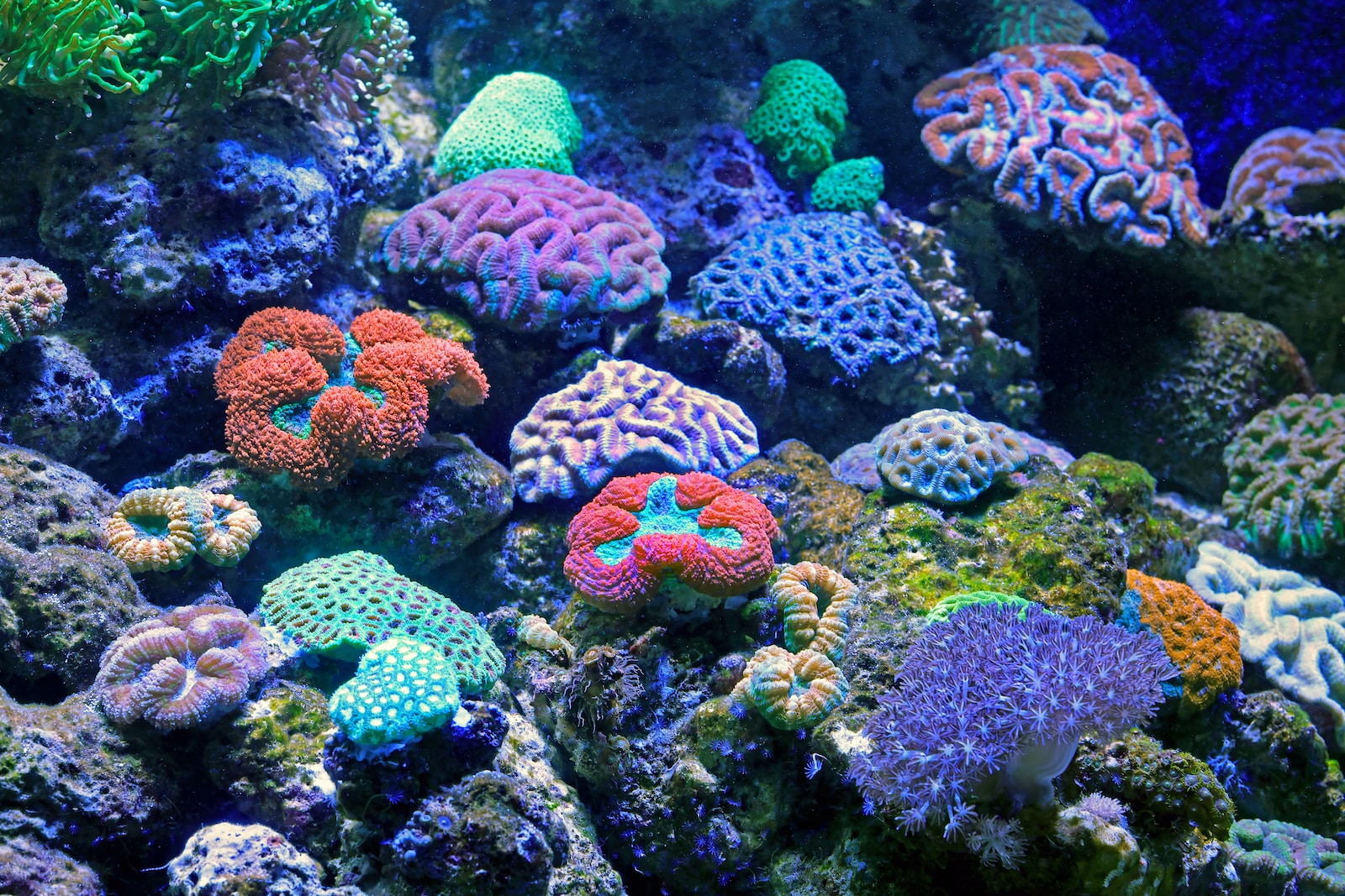 Coral Restoration and How You Can Help