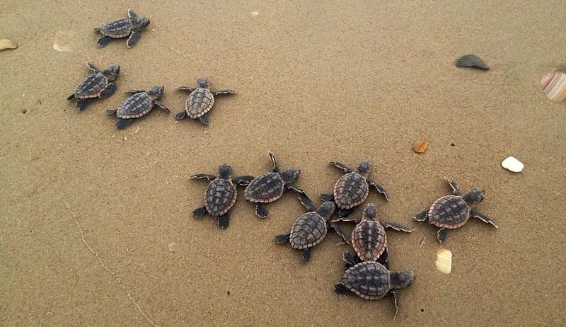 Snorkeling with Sea Turtles in Key West: Dive into an Unforgettable ...